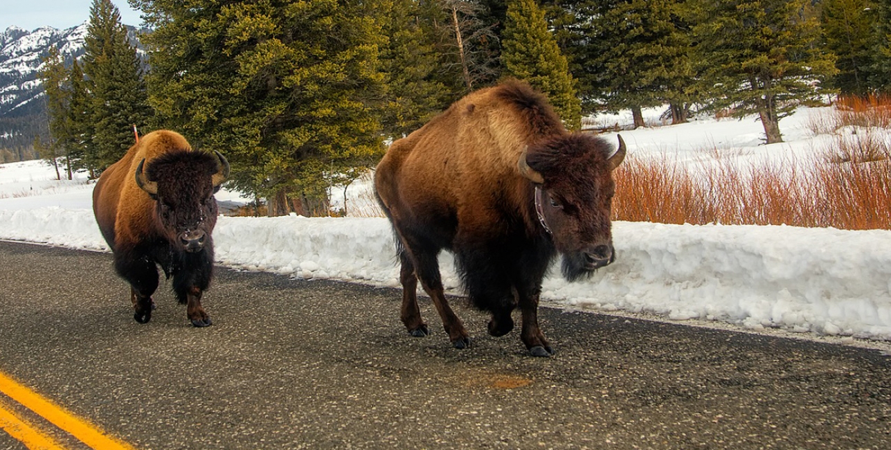 Scenic America by Rail with Yellowstone National Park | Amtrak Vacations®
